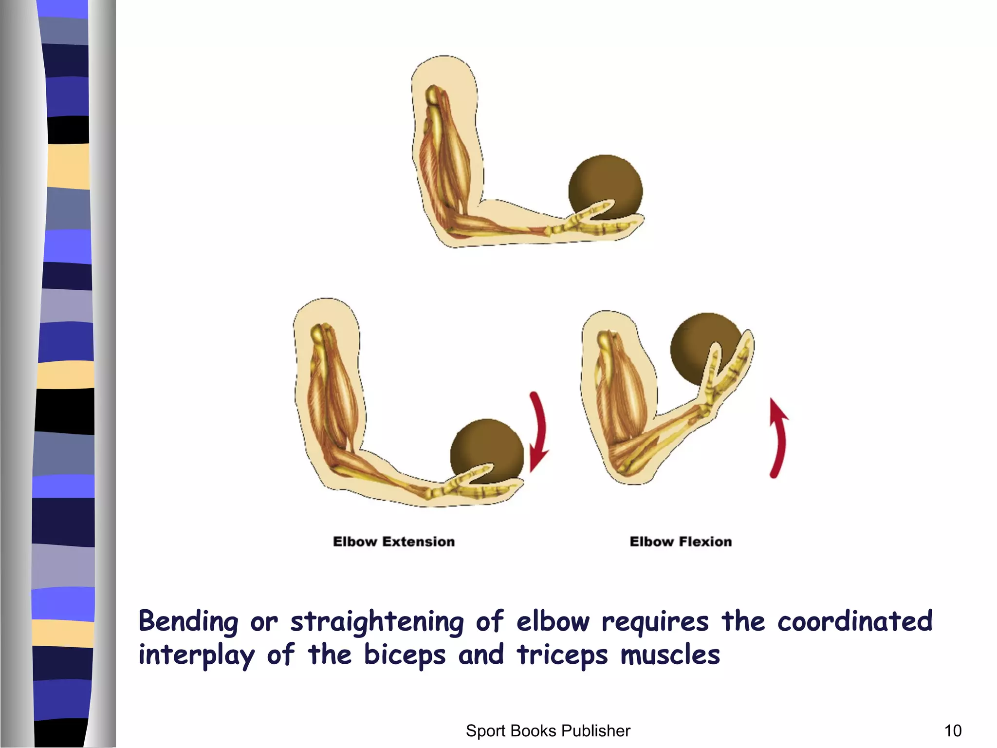 muscle structure_and_function | PPT