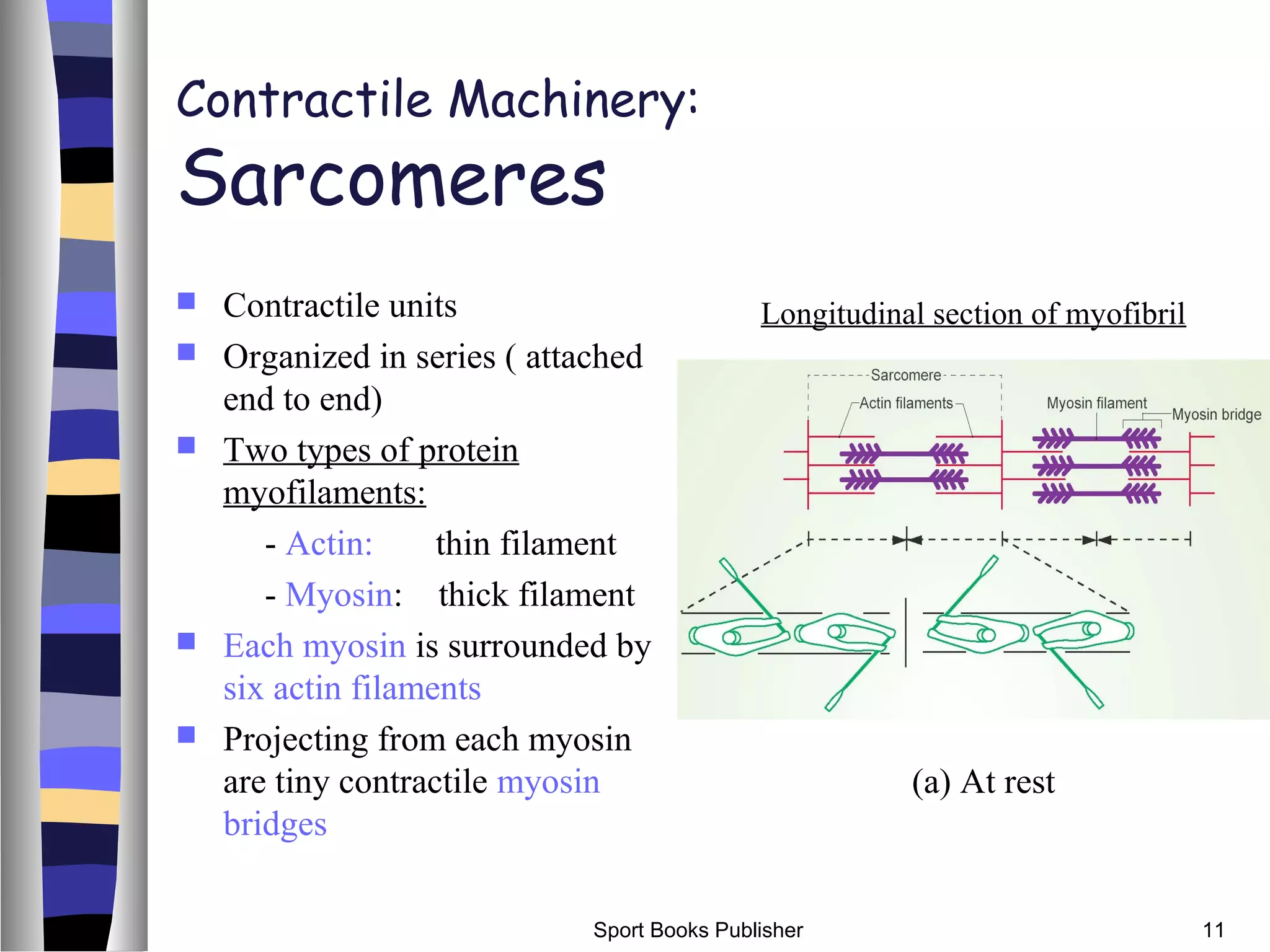 muscle structure_and_function | PPT