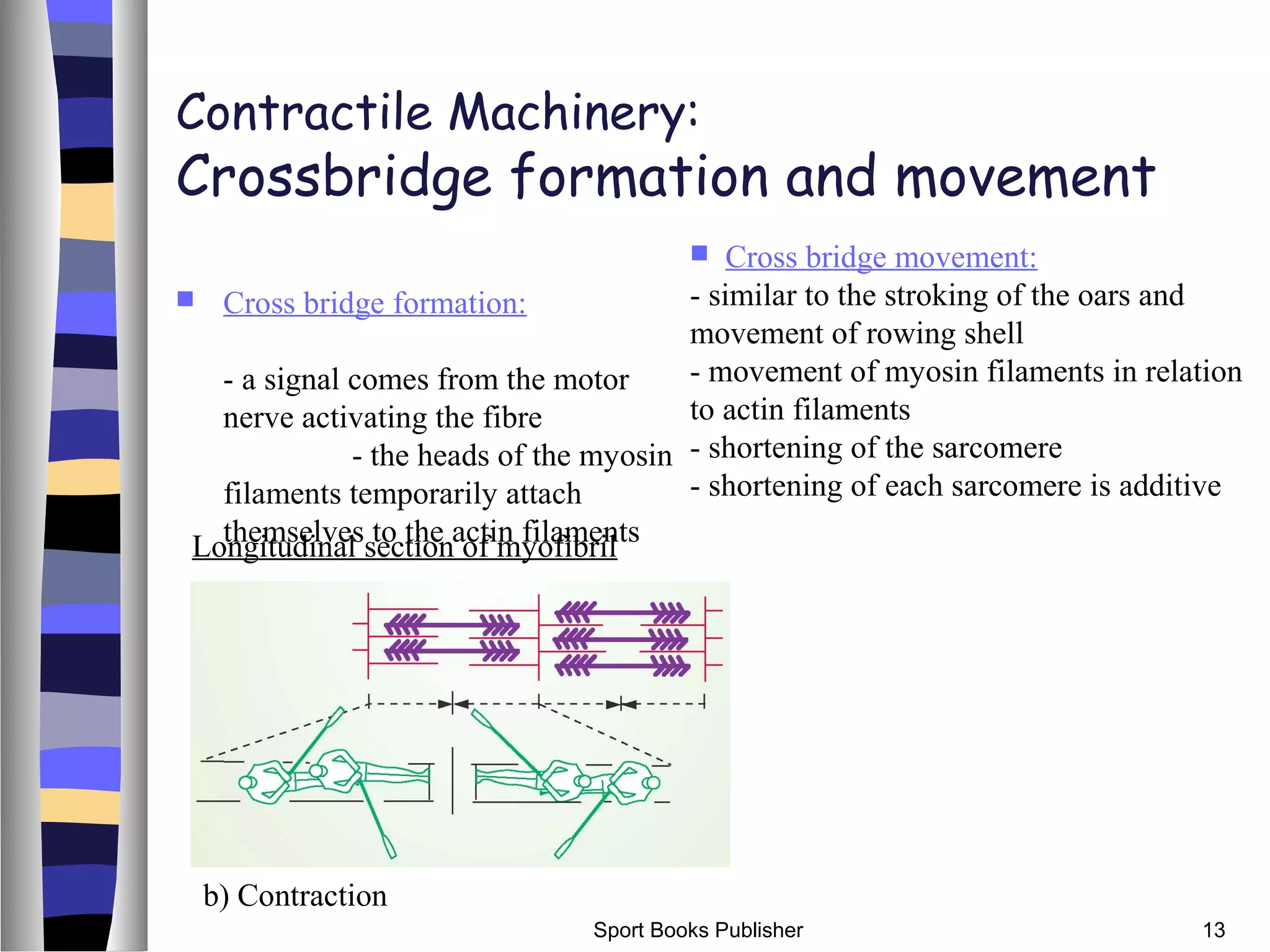 muscle structure_and_function | PPT