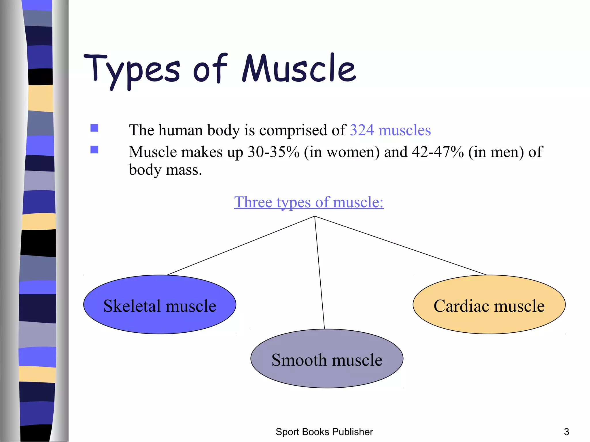 muscle structure_and_function | PPT | Biological Sciences | Science