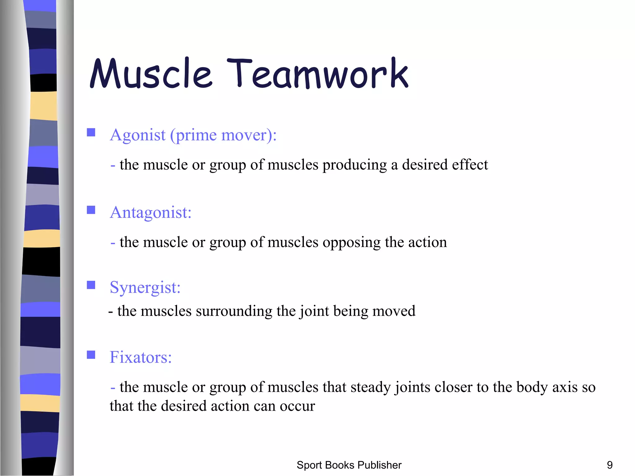 muscle structure_and_function | PPT
