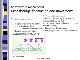 muscle structure_and_function | PPT