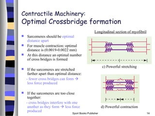 muscle structure_and_function | PPT