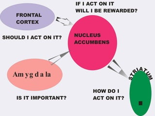 Wsam Presentation For Opiate Guidelines | PPT