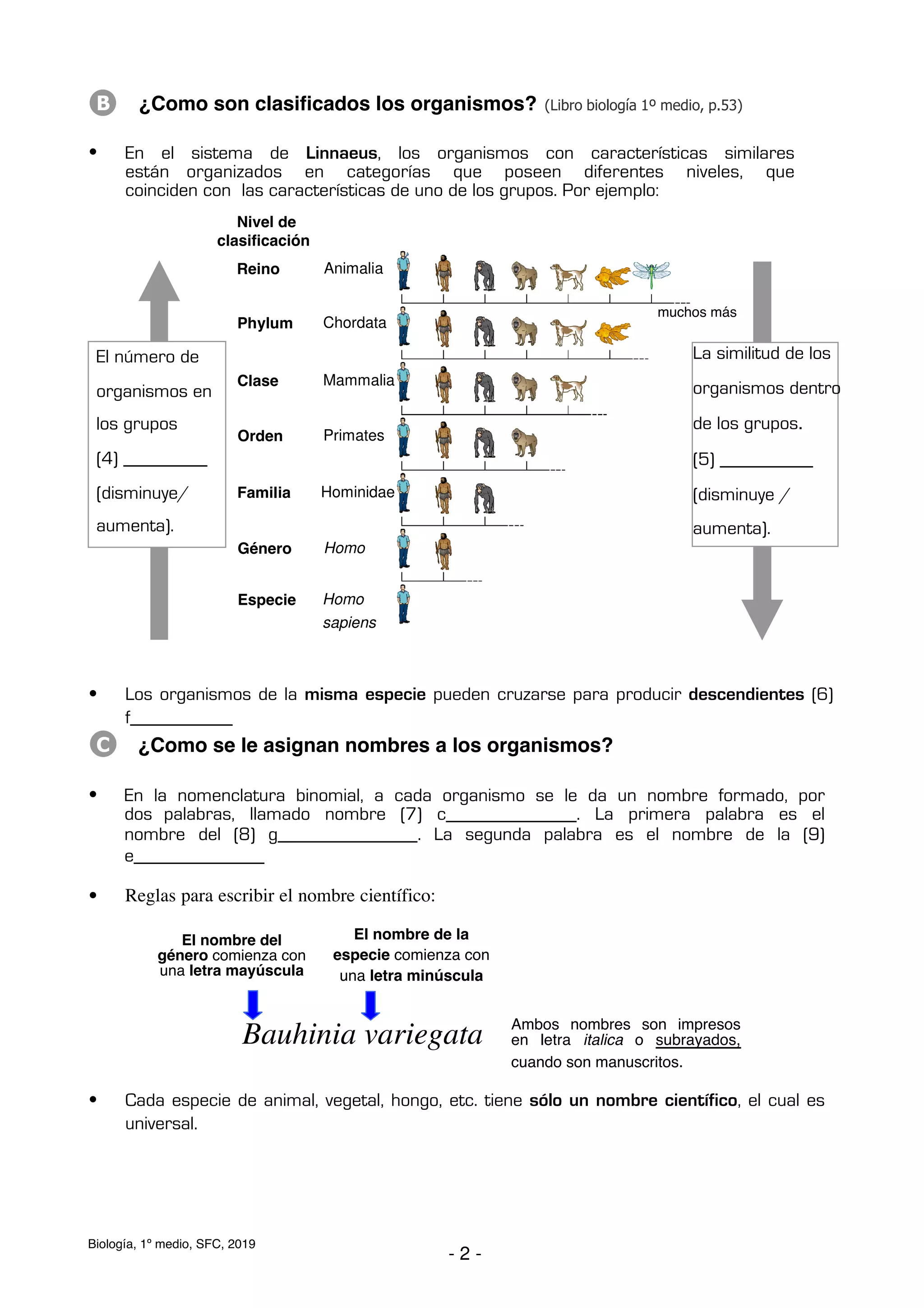 Evolución y biodiversidad: clasificación de los organismos.Hojas de ...