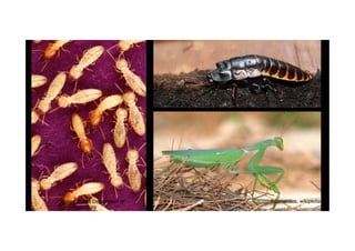 Cockroaches: from the beginning | PDF | Geology | Science