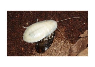 Cockroaches: from the beginning | PDF | Geology | Science