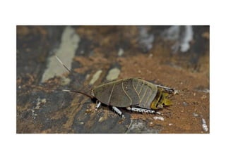 Cockroaches: from the beginning | PDF | Geology | Science