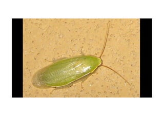 Cockroaches: from the beginning | PDF | Geology | Science