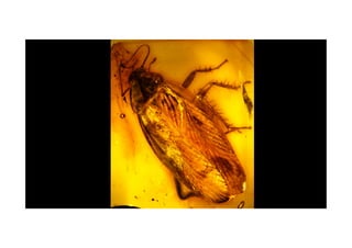 Cockroaches: from the beginning | PDF | Geology | Science