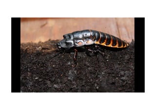 Cockroaches: from the beginning | PDF | Geology | Science