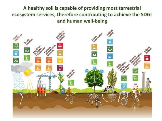 Healthy soil, an essential ingredient for healthy food and nutrition | PPT Healthy soil, an essential ingredient for healthy food and nutrition | PPT