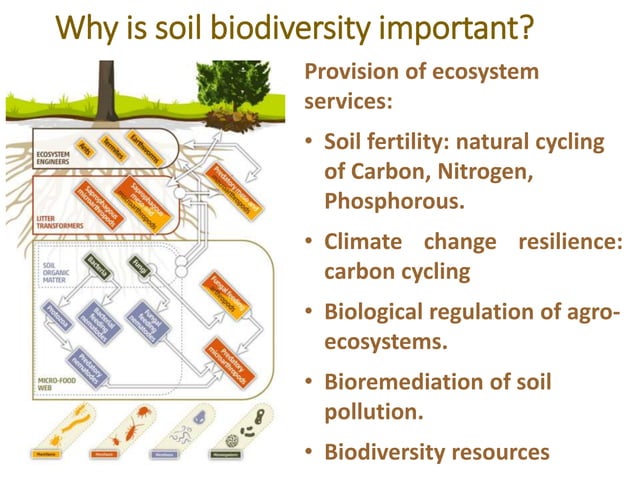 Healthy soil, an essential ingredient for healthy food and nutrition | PPT Healthy soil, an essential ingredient for healthy food and nutrition | PPT