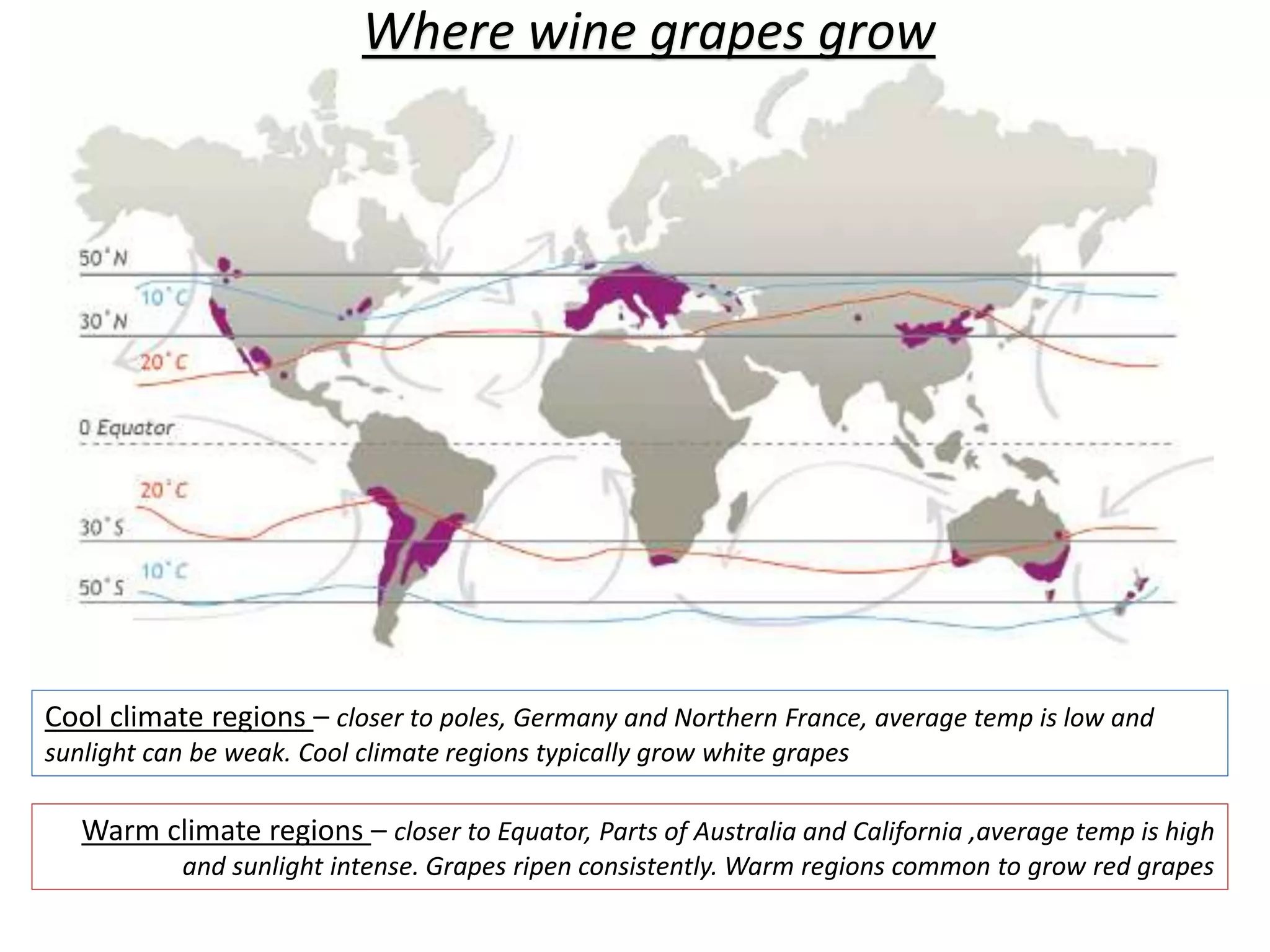 Basic wine knowledge | PPTX