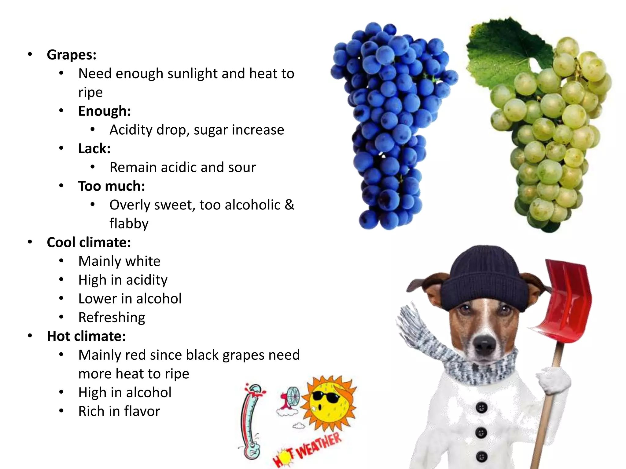 Basic wine knowledge | PPTX