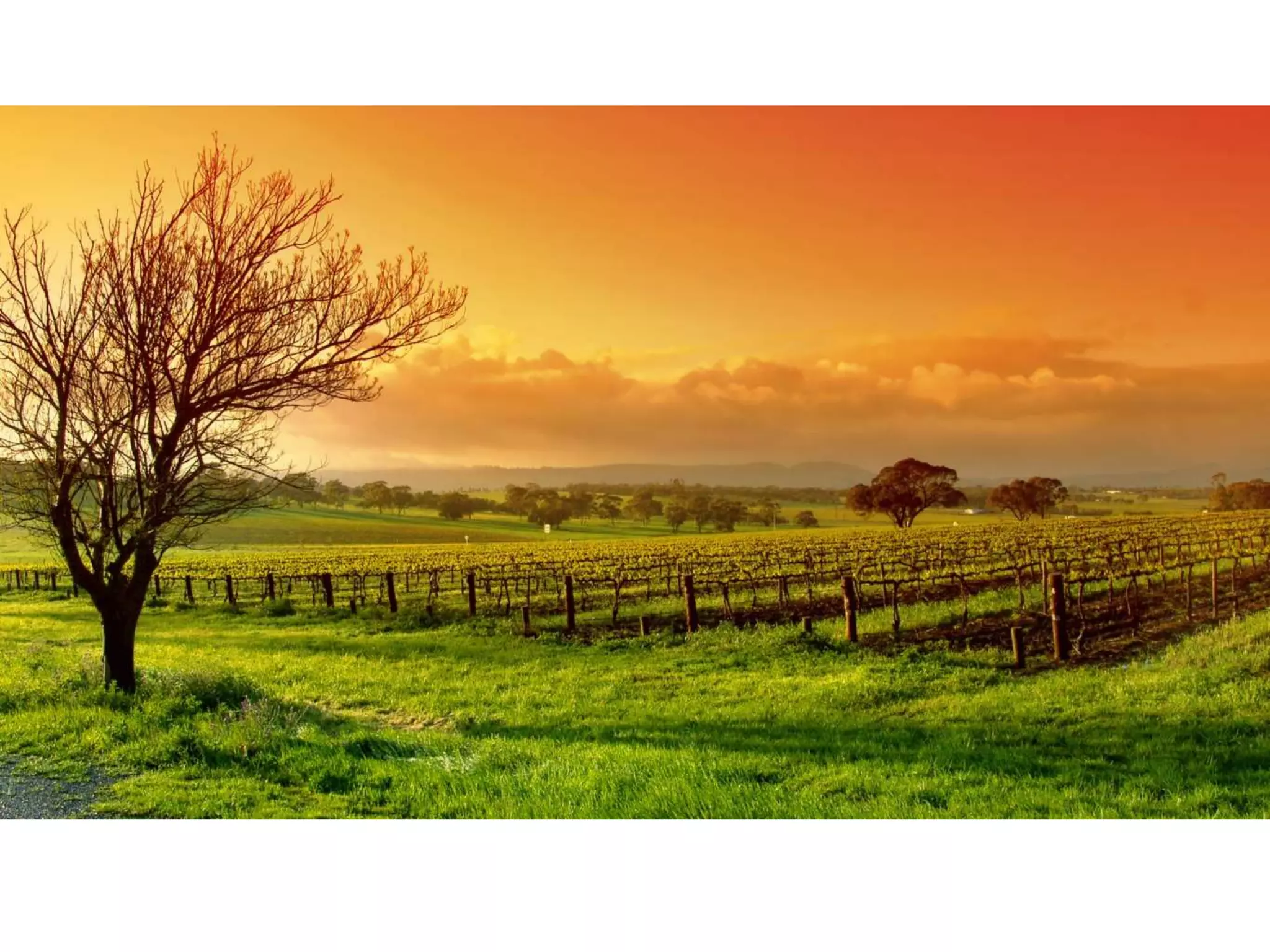 Basic Wine Knowledge Pptx 3604