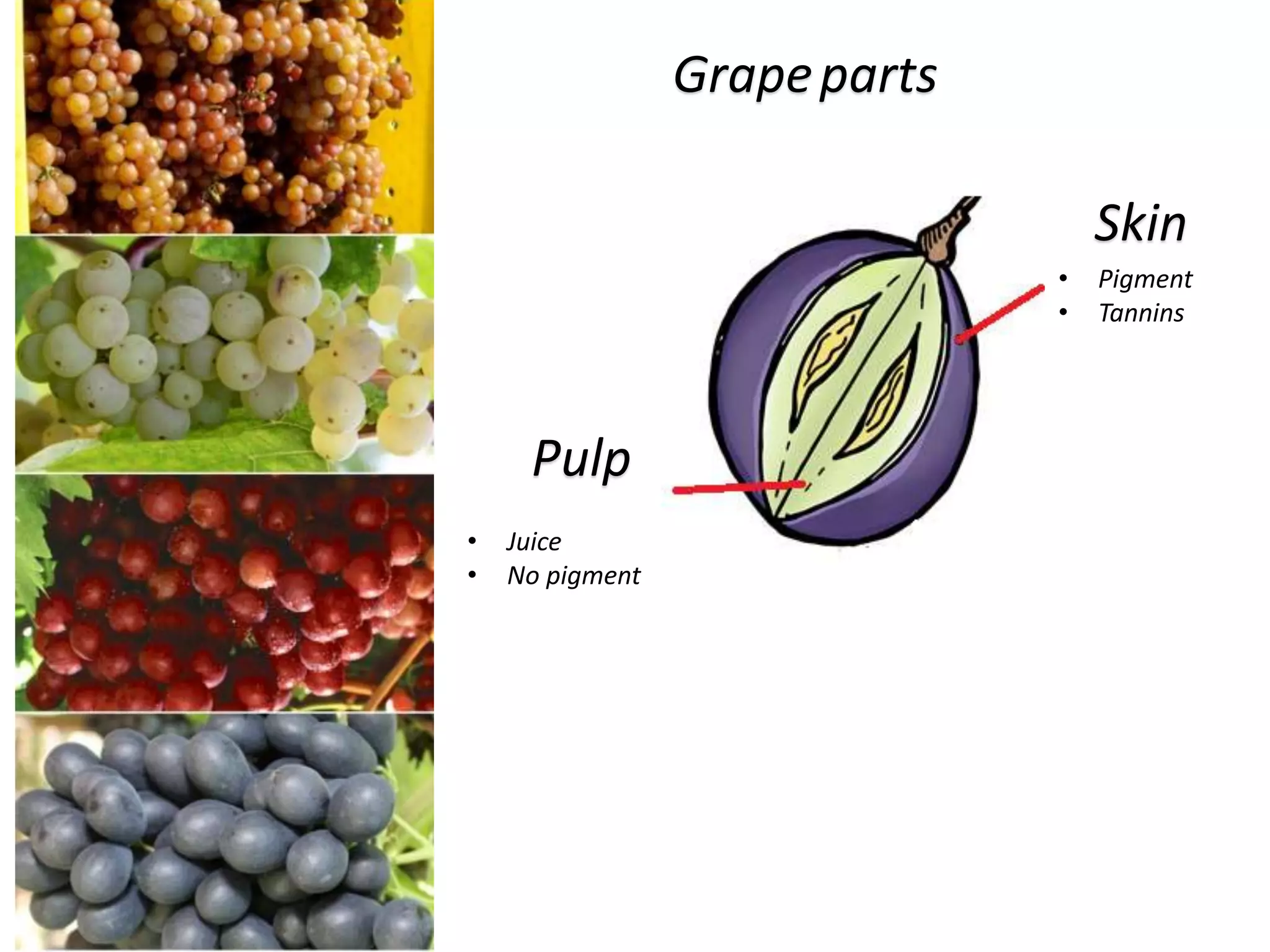 Basic wine knowledge | PPTX