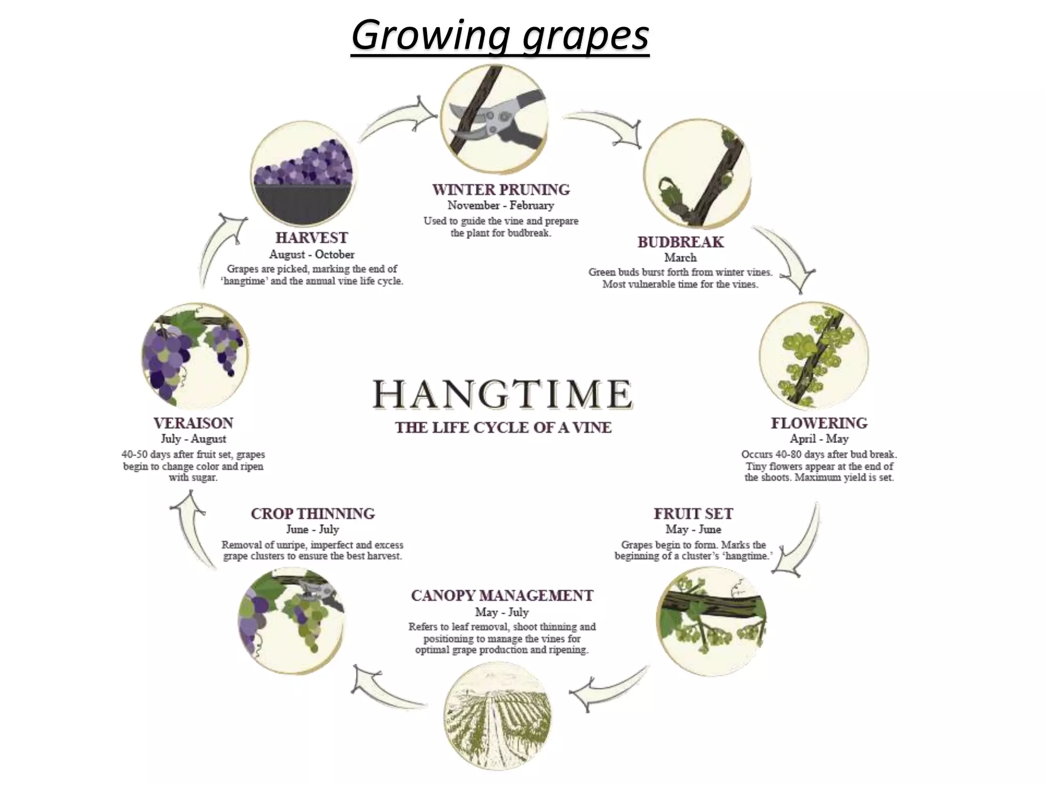 Basic wine knowledge | PPTX