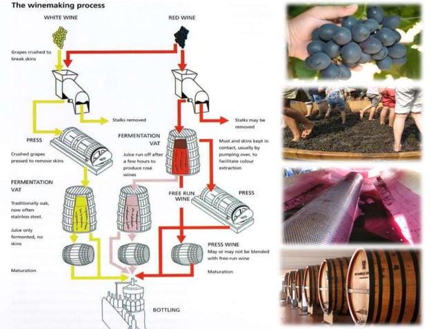 Basic wine knowledge | PPTX
