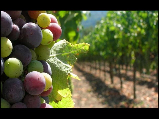 Basic wine knowledge | PPTX