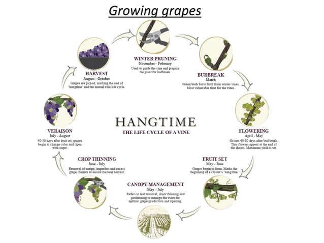 Basic wine knowledge | PPTX