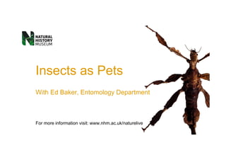 Nature Live!: Insects as pets | PPT