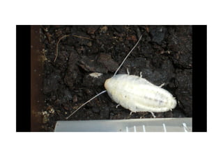 Nature Live!: Insects as pets | PPT