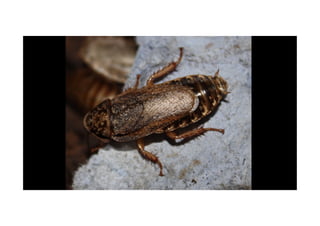 Nature Live!: Insects as pets | PPT