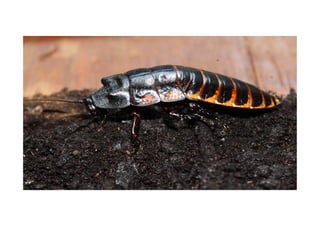 Nature Live!: Insects as pets | PPT