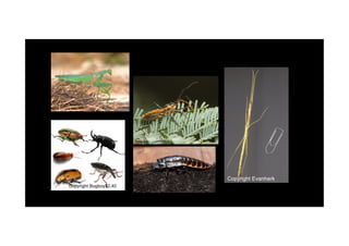 Nature Live!: Insects as pets | PPT