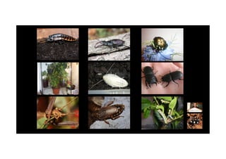 Nature Live!: Insects as pets | PPT