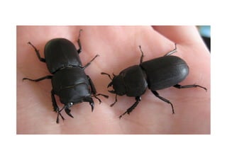 Nature Live!: Insects as pets | PPT