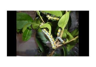 Nature Live!: Insects as pets | PPT