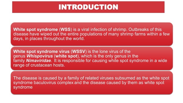 WSSV Aquaculture.pptx | Infectious Diseases | Diseases and Conditions