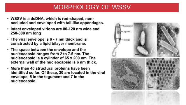 WSSV Aquaculture.pptx | Infectious Diseases | Diseases and Conditions