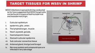 WSSV Aquaculture.pptx