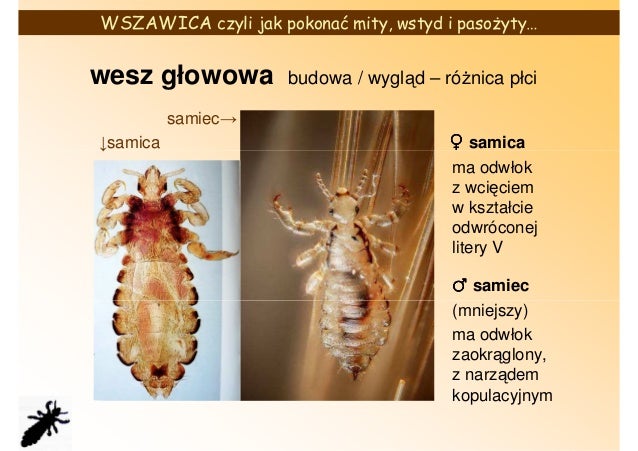 Wszawica - prezentacja