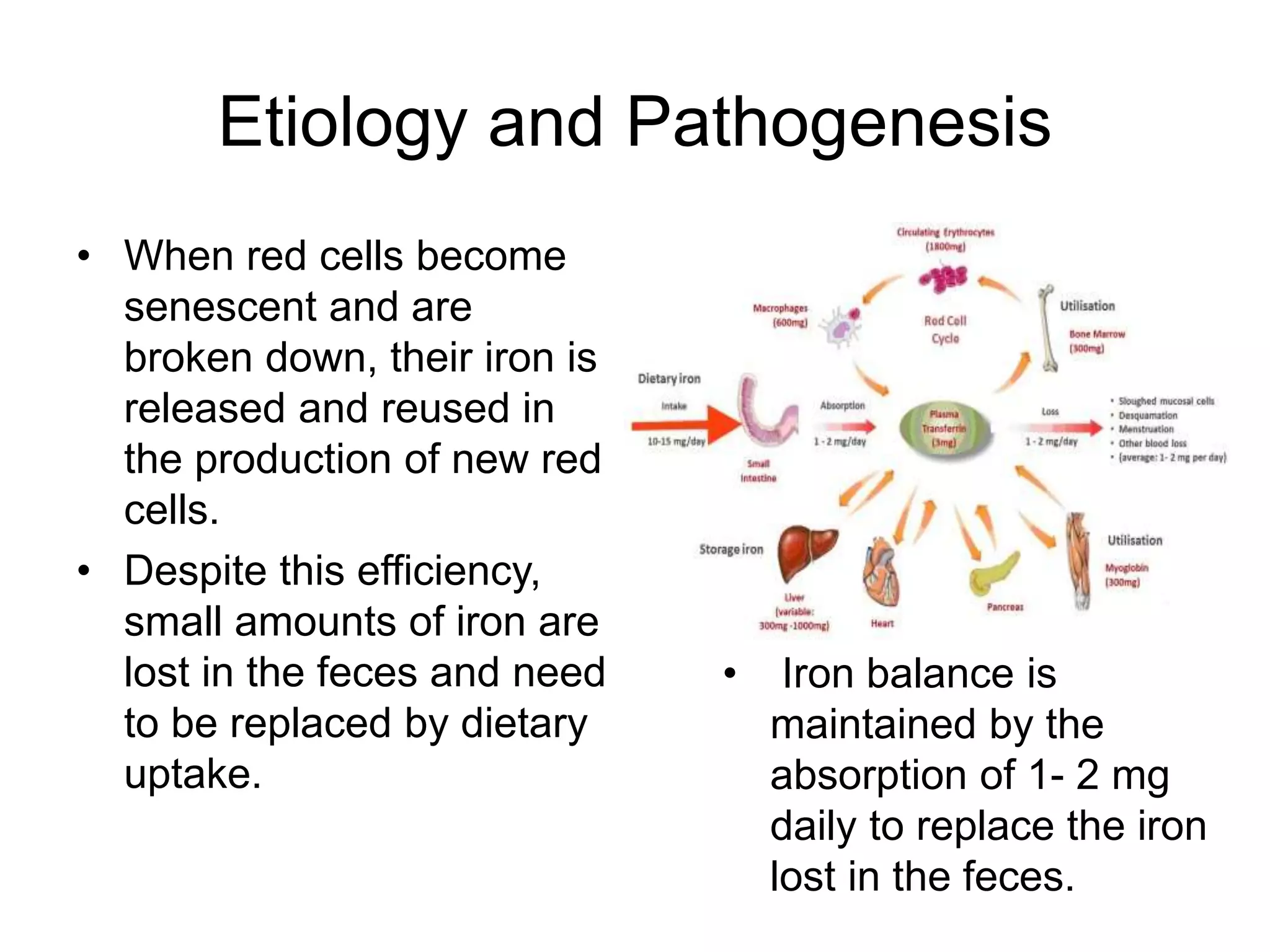 Iron deficiency anaemia | PPTX