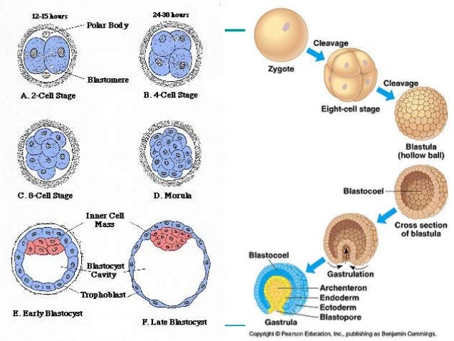 2 humanreproductionsystem-130922023408-phpapp01