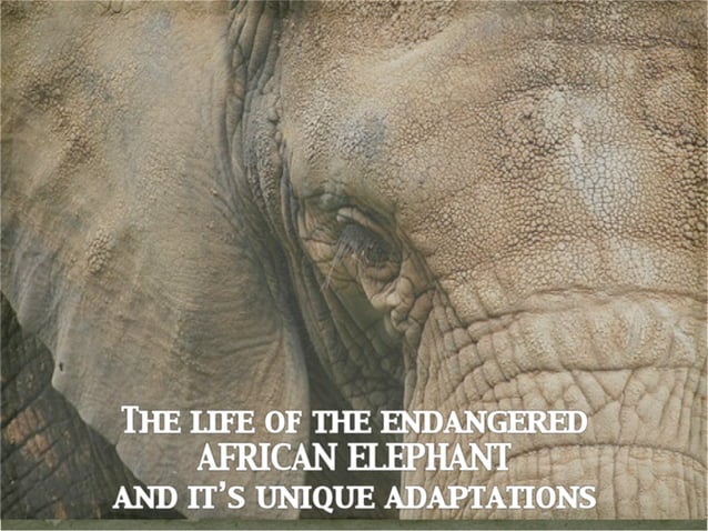 The Life of the Endangered African Elephant and it's Unique Adaptations ...