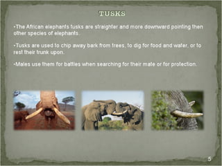 The Life of the Endangered African Elephant and it's Unique Adaptations ...