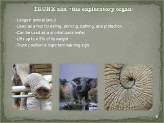 The Life of the Endangered African Elephant and it's Unique Adaptations ...