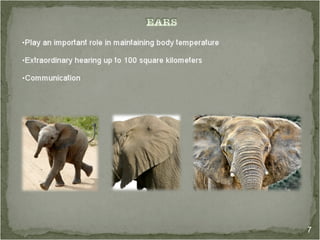 The Life of the Endangered African Elephant and it's Unique Adaptations ...