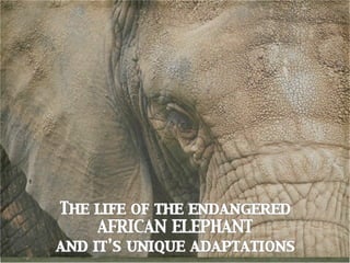 The Life of the Endangered African Elephant and it's Unique Adaptations ...