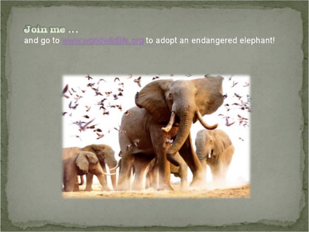 The Life of the Endangered African Elephant and it's Unique Adaptations ...