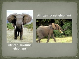 The Life of the Endangered African Elephant and it's Unique Adaptations ...
