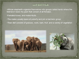 The Life of the Endangered African Elephant and it's Unique Adaptations ...