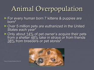 Love Your Pets Presentation | PPT