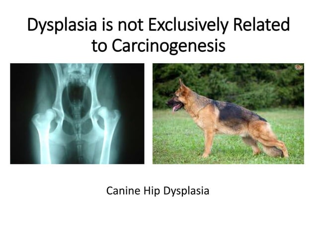Carcinogenesis World Toxicologic Pathology Congress Ppt