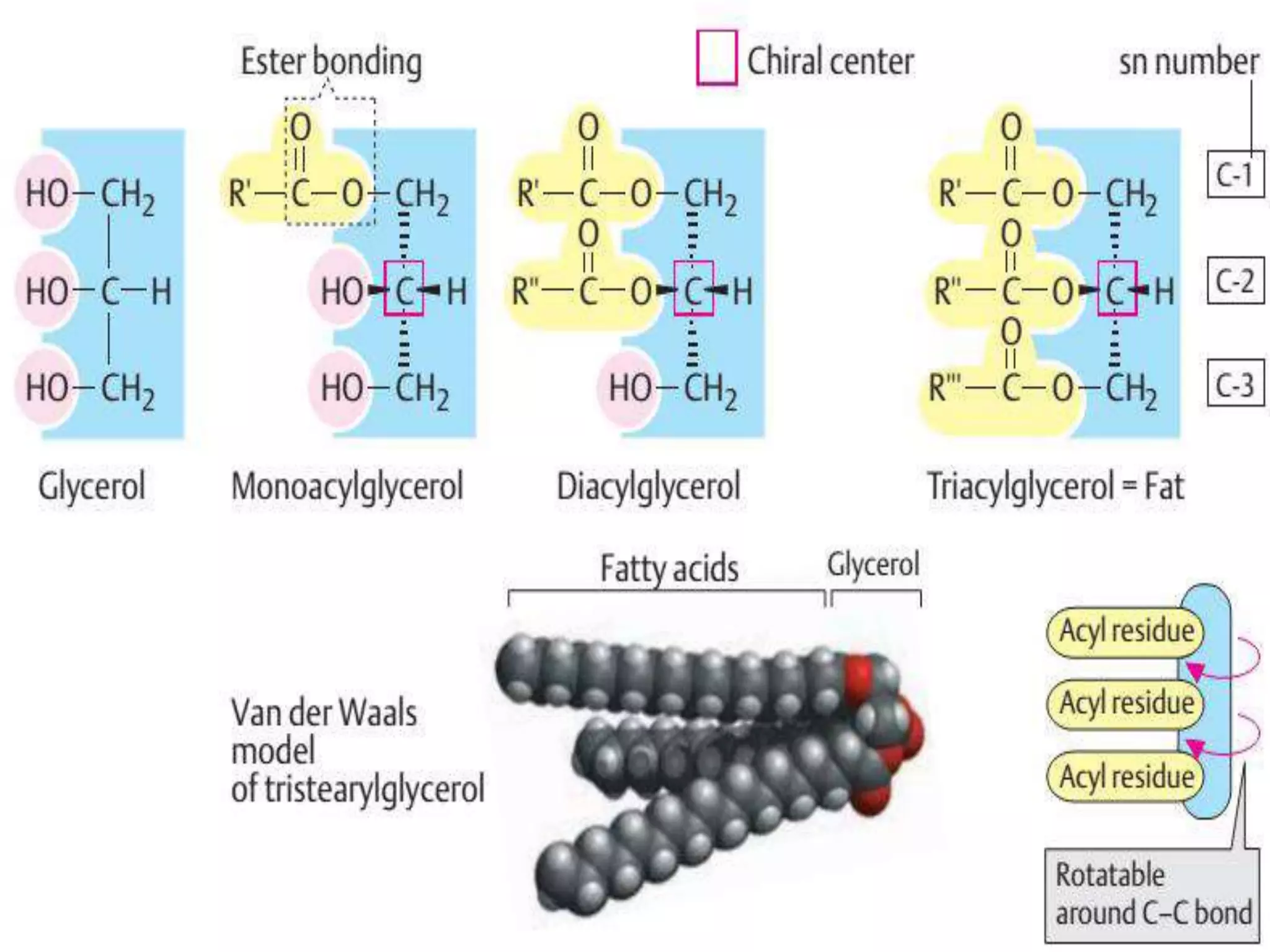 Lipids Notes | PPTX